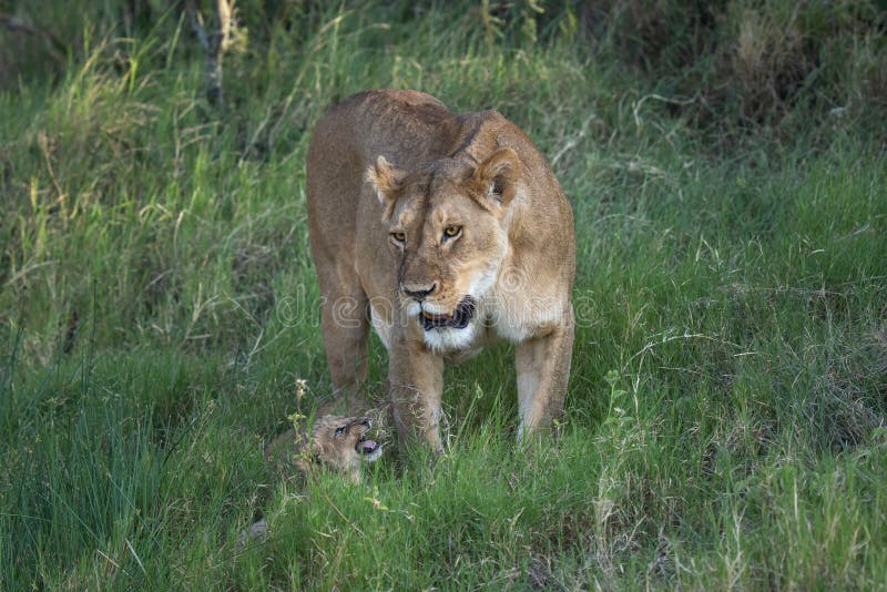 Lion Cub Crying Out for His Mom Stock Image - Image of plains, animals ...