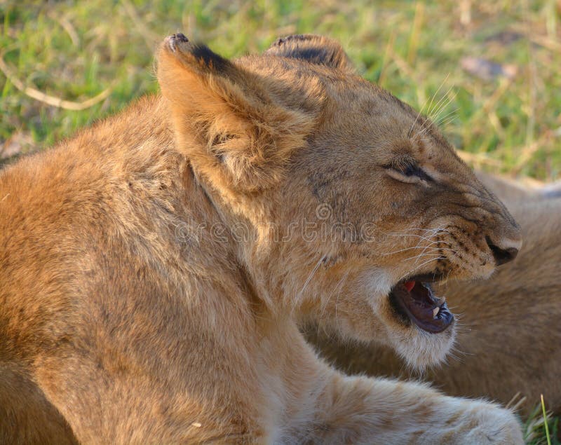 Lion Cub at the Lion Encounter is an Active Conservation Program Stock ...