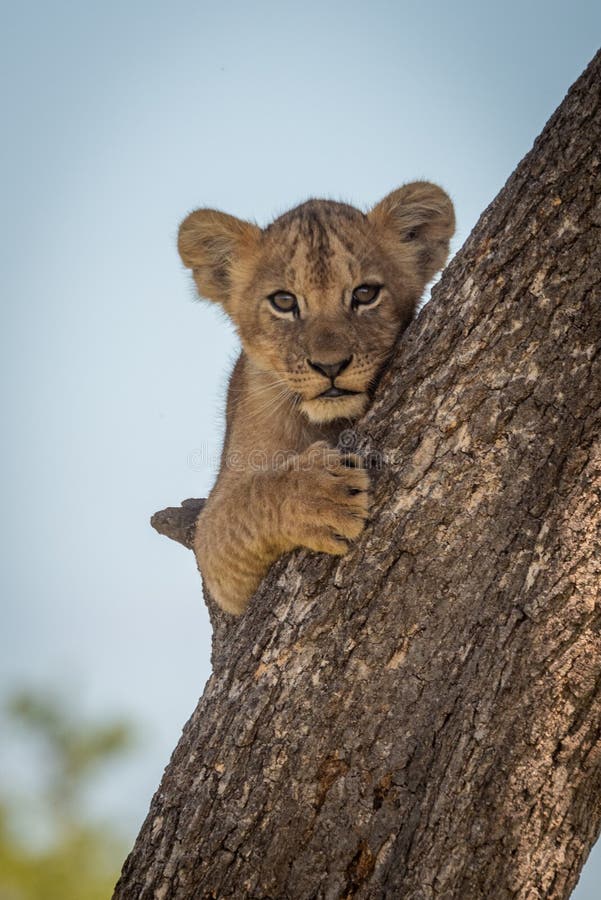 Lion Cub Eyes Camera from Tree Trunk Stock Photo - Image of feline ...
