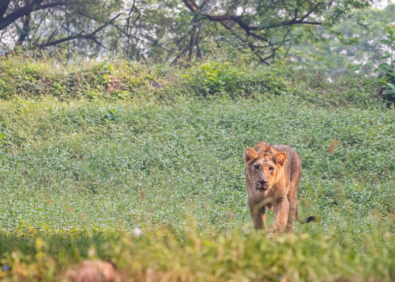 Lion Roaring Field Stock Photos - Free & Royalty-Free Stock Photos from ...