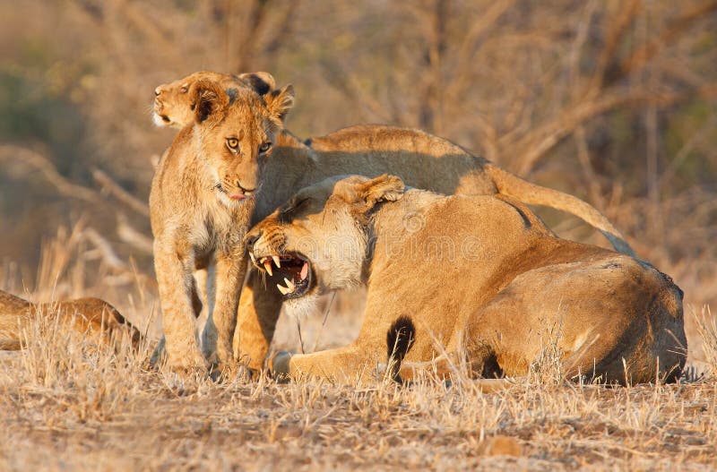 Lion Cub Greats Another Pride Member Stock Photo - Image of dangerous ...