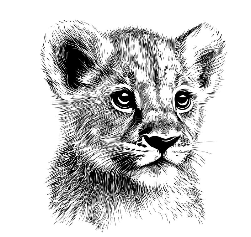 Lion Cub Head Hand Drawn Sketch in Doodle Style Vector Illustration ...
