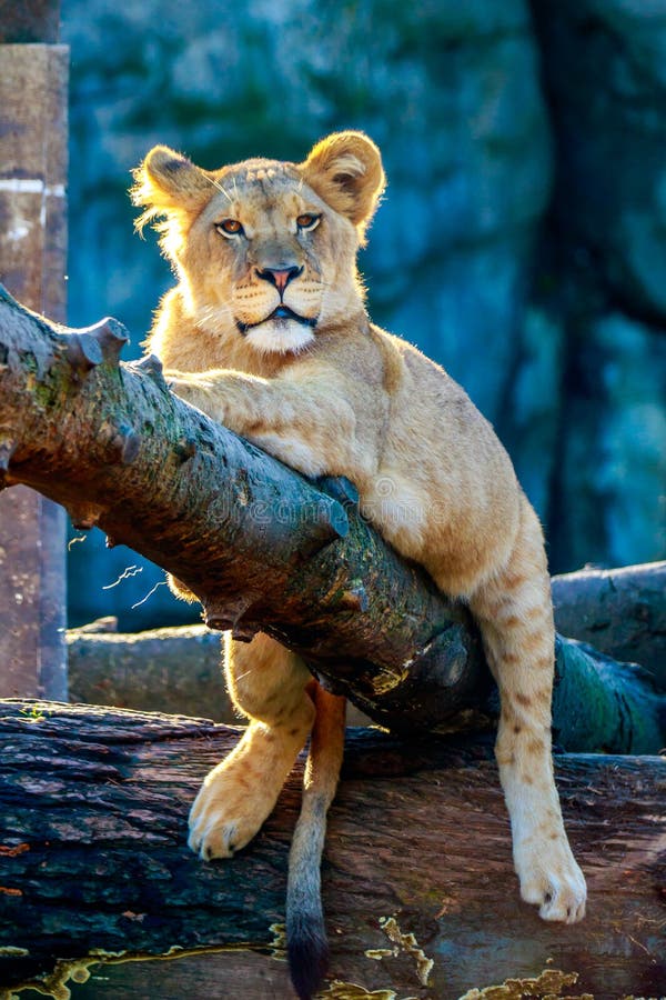 Lion Cub stock photo. Image of vertical, felidae, vertebrates - 64616084
