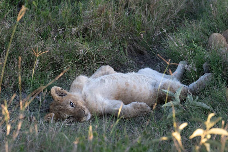 Lion Cub on Her Back in the Shade Resting Stock Photo - Image of shade ...