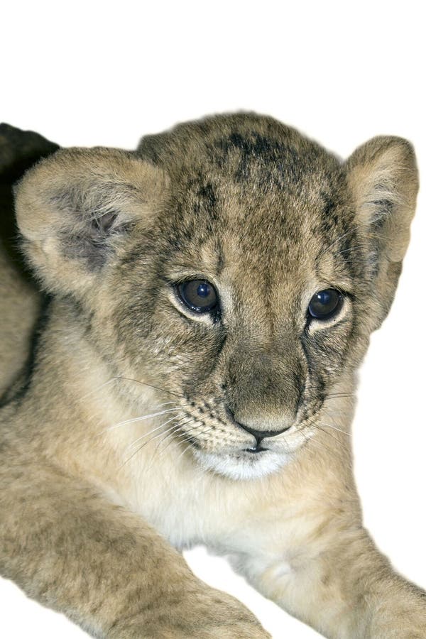 Lion cub, isolated white stock image. Image of nature - 39990095