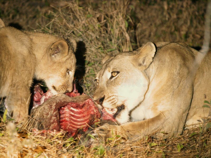 Lion with cub and kill stock image. Image of predator - 5805357