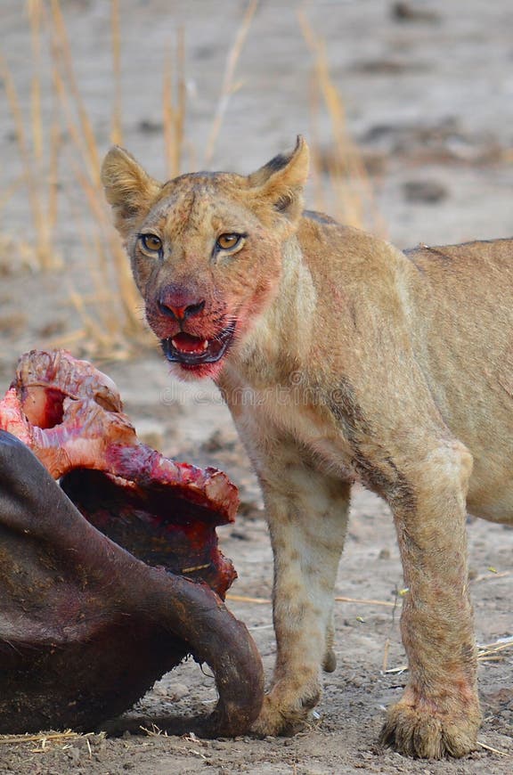 Lion cub with a kill stock image. Image of fauna, eating - 59970633