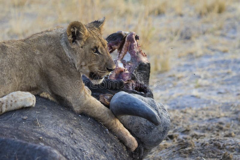 Lion cub at a kill. stock photo. Image of botswana, meal - 62974720