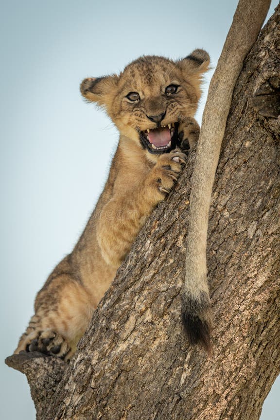 Lion Cub Lies Baring Teeth on Trunk Stock Photo - Image of lies ...