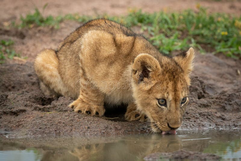 Lion Cub Lies Drinking by Muddy Pond Stock Photo - Image of mammal ...