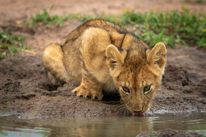 Lion Cub Lies Drinking from Muddy Pond Stock Image - Image of travel ...