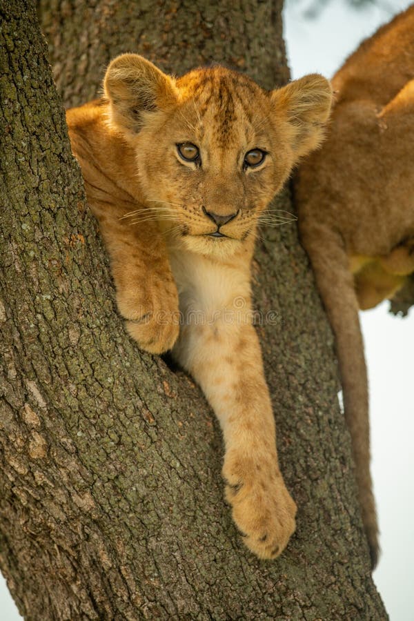 Lion Cub Lies in Fork of Tree Stock Photo - Image of carnivore ...