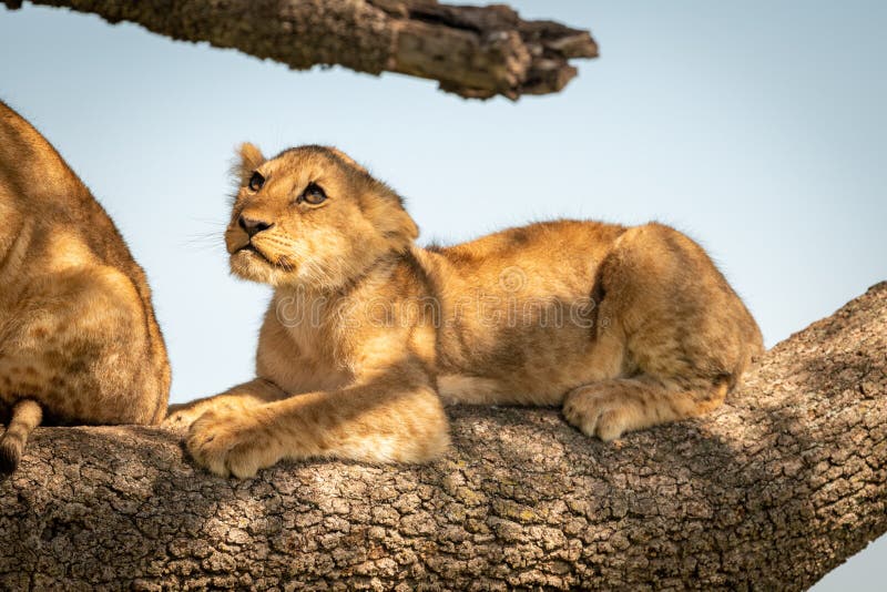 Lion Cub Lies Looking Up in Tree Stock Image - Image of drive, savannah ...