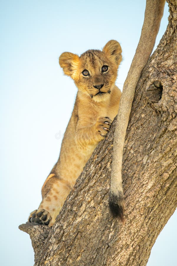 Tail of Lion Cub Lying in Tree Stock Image - Image of safari, feline ...