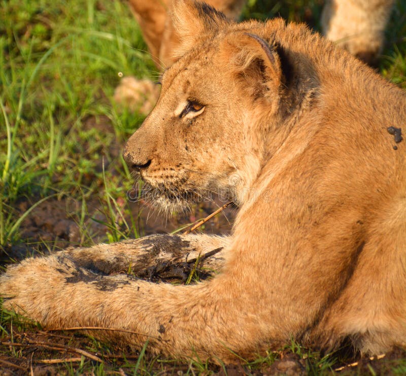 Lion Cub at the Lion Encounter is an Active Conservation Program Stock ...