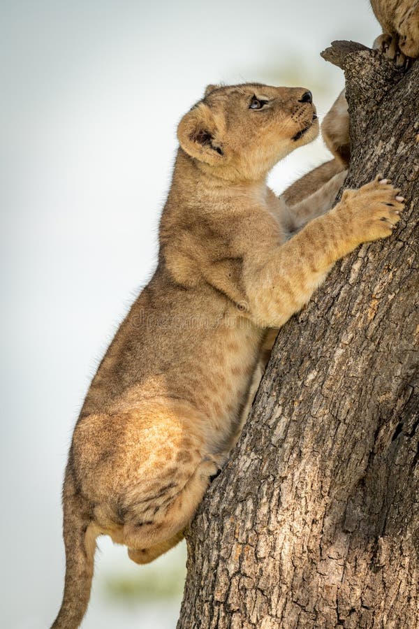 Lion Cub Looks Up Climbing Tree Trunk Stock Image - Image of savannah ...