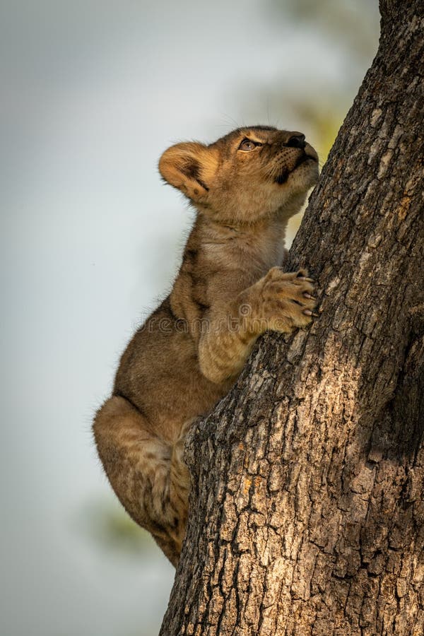 Lion Cub Looks Up Climbing Tree Trunk Stock Image - Image of savannah ...