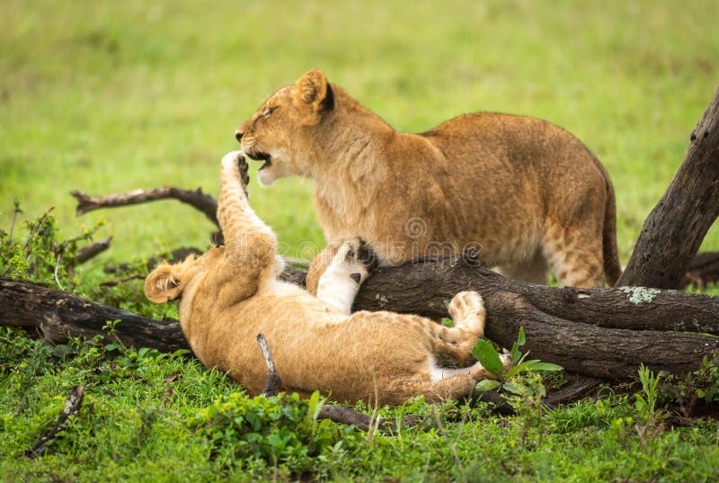 Lion Cub Lying on Back Slaps Another Stock Photo - Image of kenya ...
