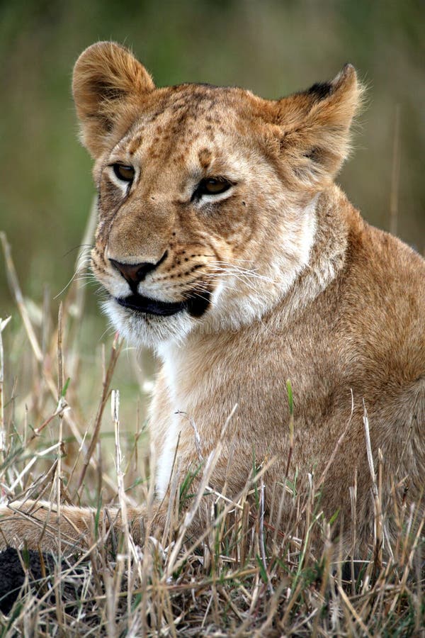 Lion Cub Lying In The Grass Stock Photo - Image of poaching, dangerous ...