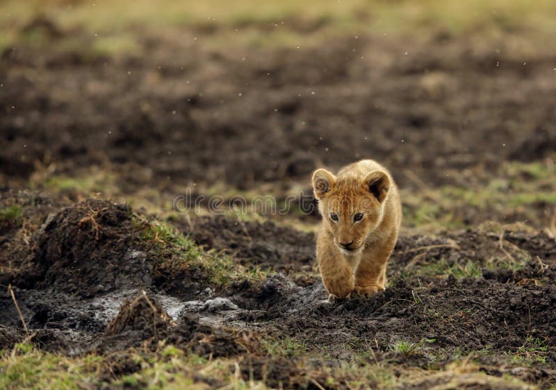Lion Cub Moning on Black Soil Stock Photo - Image of jungle, dangerous ...