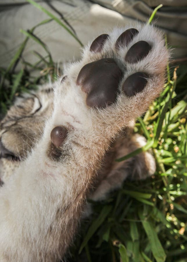 Lion cub paw stock image. Image of nature, animal, furry - 40005379