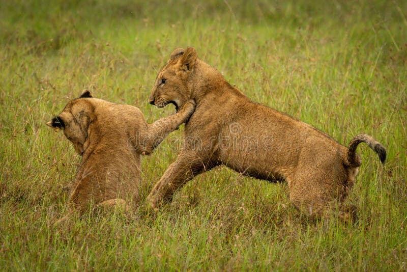 Lion Cub Play Fight in Long Grass Stock Photo - Image of animal ...