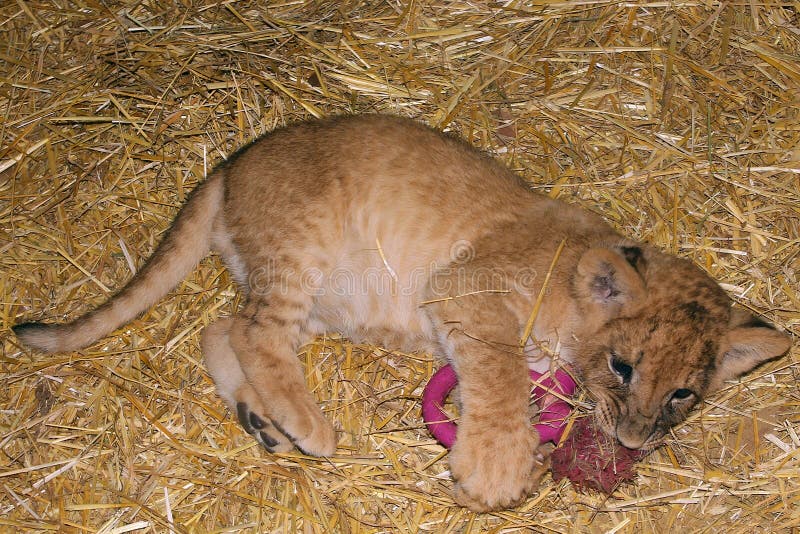 Lion cub play stock photo. Image of predator, feeding - 40025612