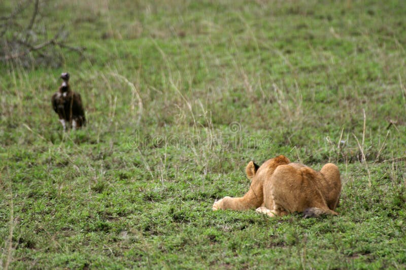 Lion Cub Pounce Practice stock photo. Image of vulture, lion - 3768