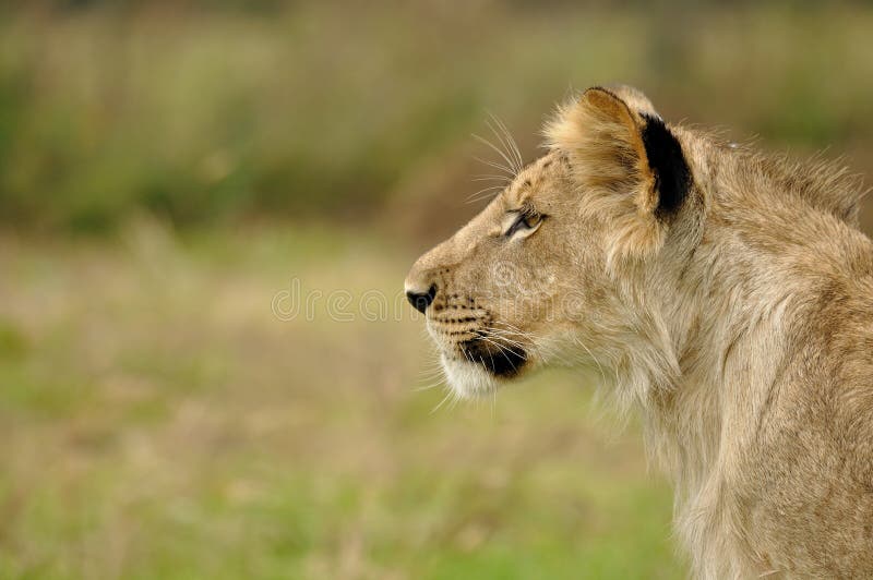 240 Side View Lion Cub Stock Photos - Free & Royalty-Free Stock Photos ...