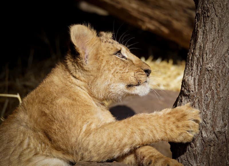 Lion cub stock image. Image of trunk, baby, little, ears - 142429245