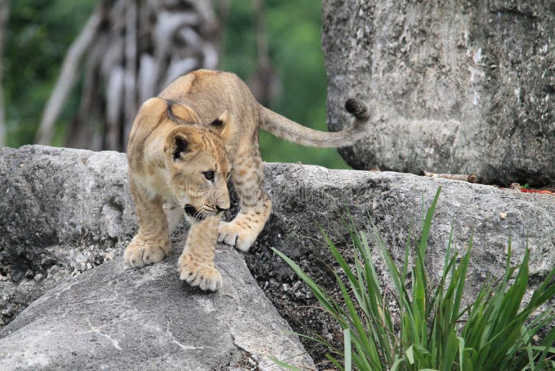 Young lion cub running stock photo. Image of african - 16344832