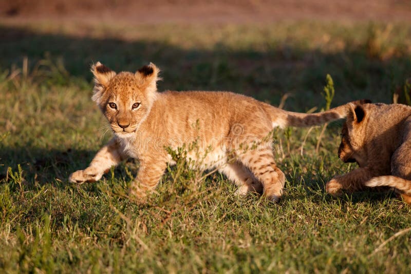Lion Cub Running and Playing Stock Photo - Image of predator, lion ...