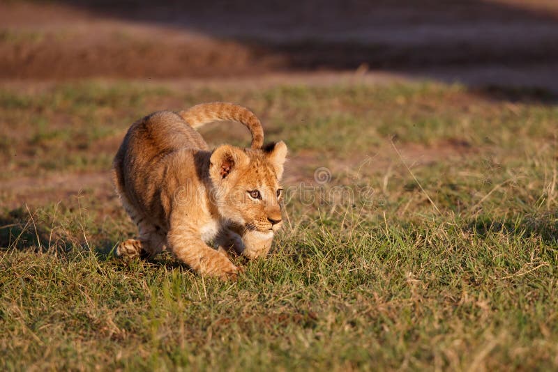 Lion Cub Running and Playing Stock Image - Image of masai, feline ...