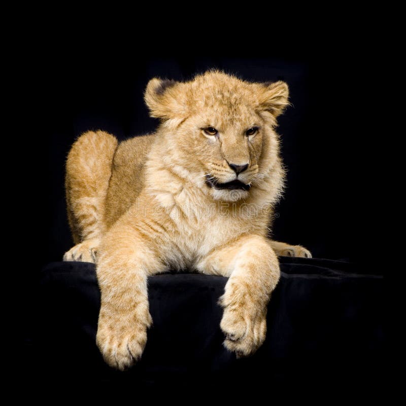 Lion Cub se couchant image stock. Image du masculin, enfance - 2321435