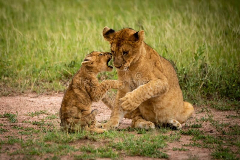 Lion Cub Sits Baring Teeth at Another Stock Image - Image of exterior ...