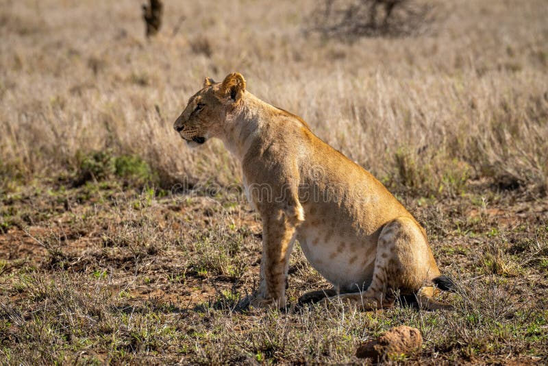Lion Cub Sits in Profile in Sunshine Stock Image - Image of horizontal ...