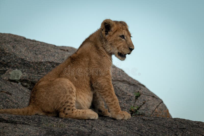 315 African Lion Cub Rock Stock Photos - Free & Royalty-Free Stock ...