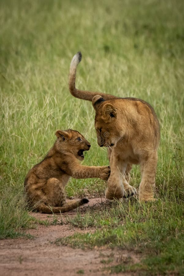 Lion Cub Sits Slapping Another Walking Past Stock Photo - Image of ...