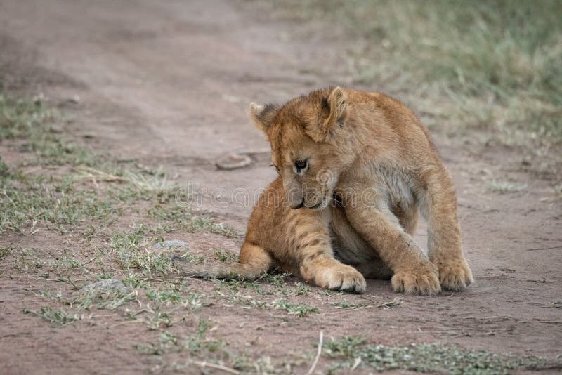 Lion Cub Sits on Track Staring Down Stock Photo - Image of feline ...