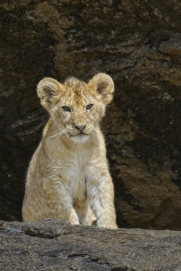 Lion Cub Sitting and Watching Stock Image - Image of hunter, predator ...