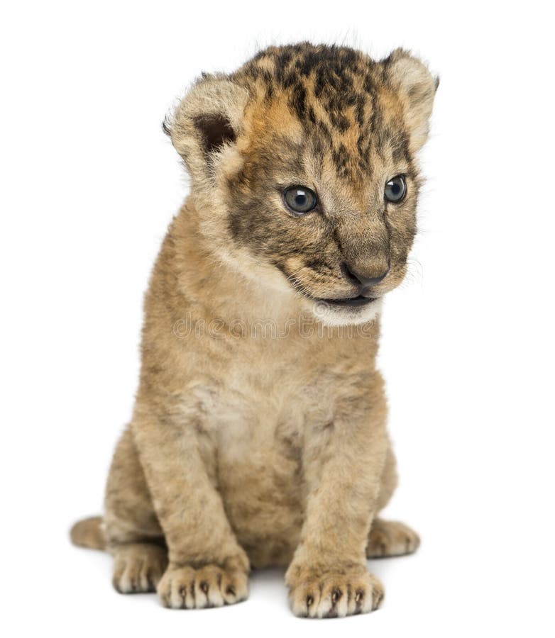 Lion Cub Sitting, 16 Days Old, Isolated Stock Image - Image of lion ...