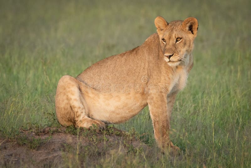 Lioness Sitting Back