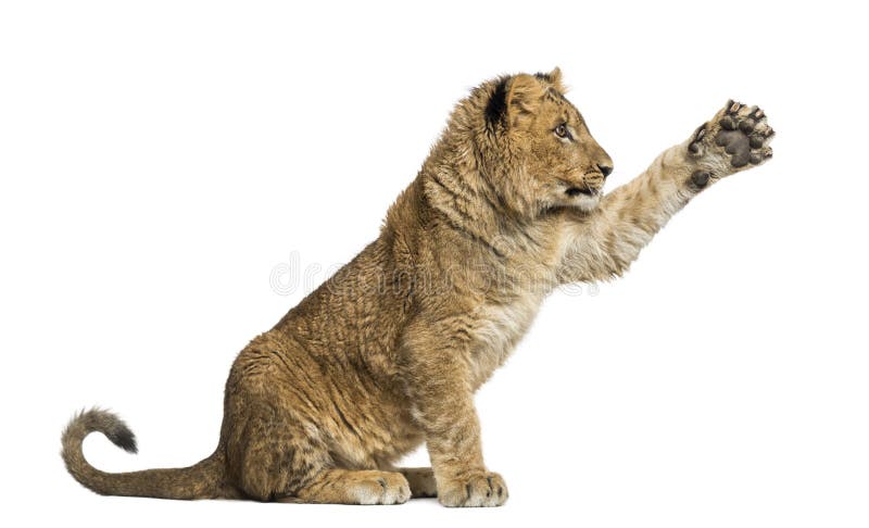 240 Side View Lion Cub Stock Photos - Free & Royalty-Free Stock Photos ...