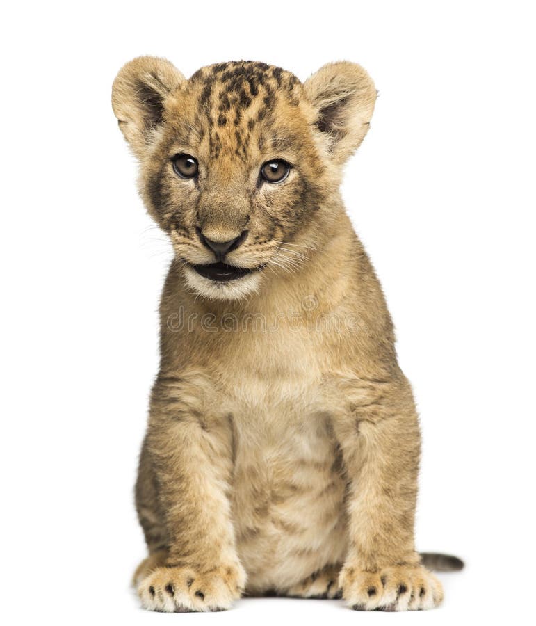 Side View of a Lion Cub Standing, Pawing Up, 7 Weeks Old Stock Photo ...