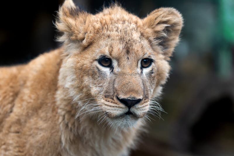 Lion cub in spring time stock photo. Image of beautiful - 141030168