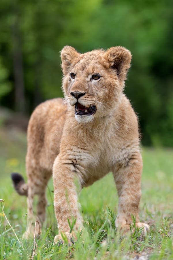 Lion cub in spring time stock photo. Image of feline - 141619558