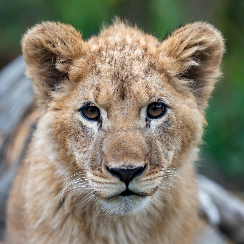 Lion cub in spring time stock photo. Image of feline - 141619558