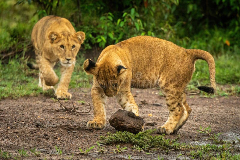 Lion Cub Stalks Another Playing with Stone Stock Photo - Image of grass ...