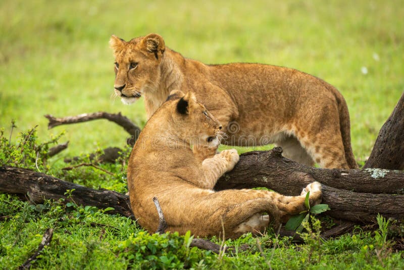 Lion Cub Stands by Another by Log Stock Image - Image of bush, africa ...
