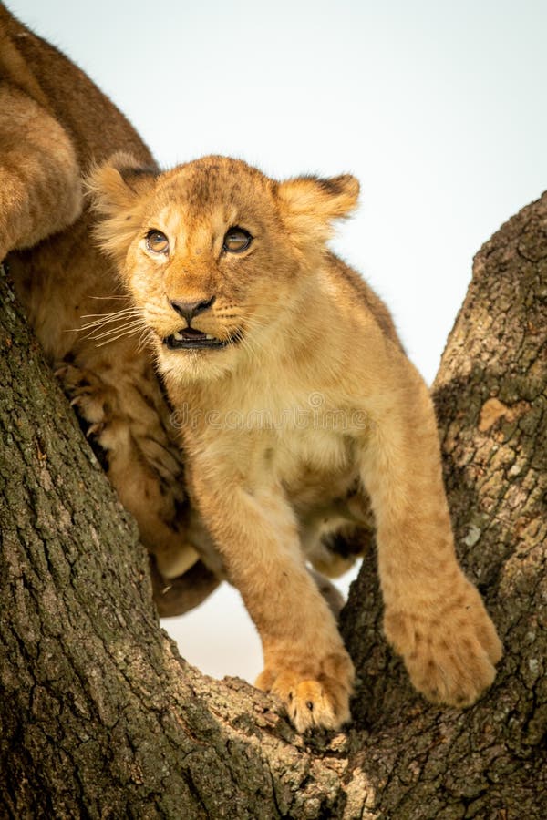 Lion Cub Stands beside Another in Tree Stock Photo - Image of nature ...
